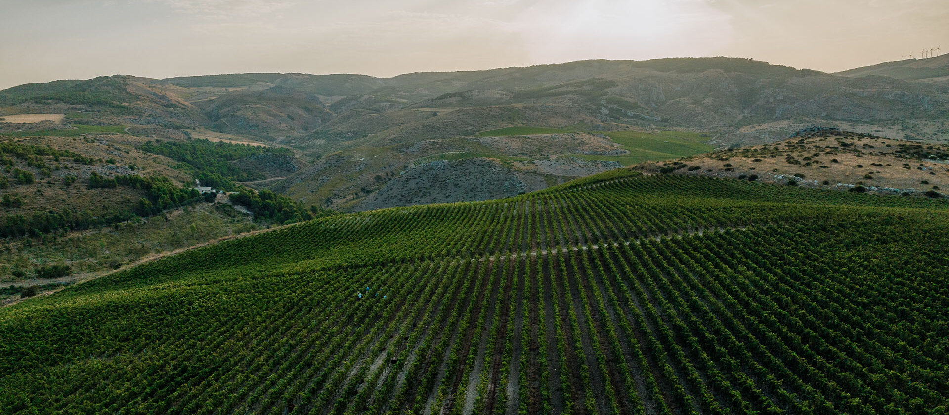 Cantine e vini - Menfi - Planeta
