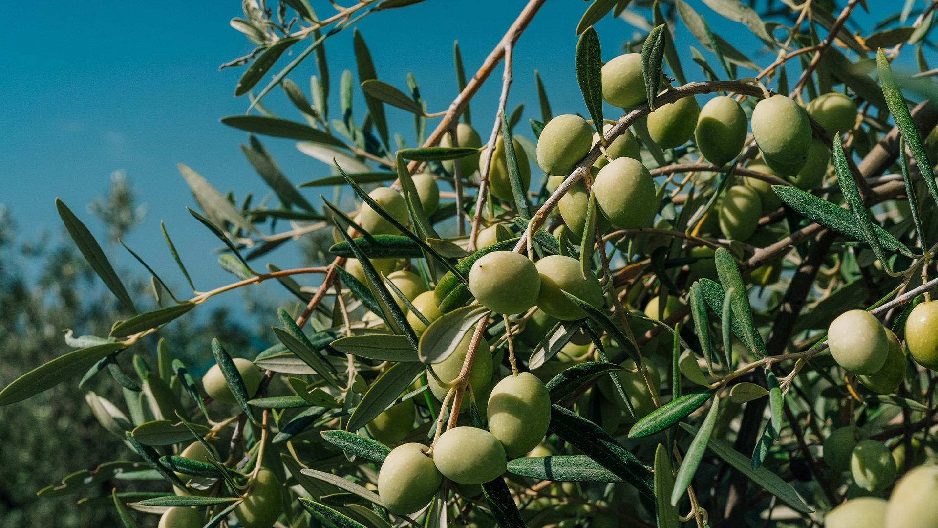 Sicilian Extra Virgin Olive Oil - Planeta